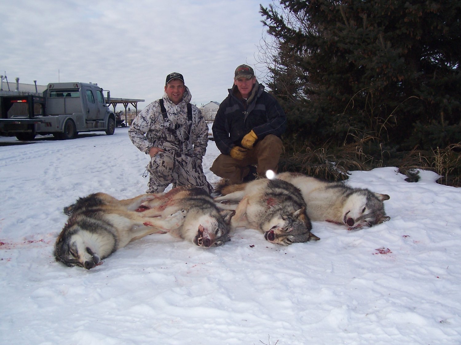 The Slaughter of Wolves – Caliburnus Rises